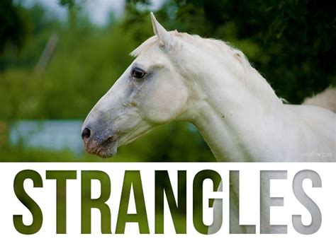 Strangles The Pet Professionals