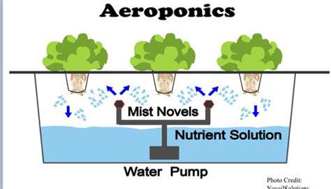 Hort Final Sem 1 Flashcards Quizlet Hort Final Sem 1 Flashcards Quizlet