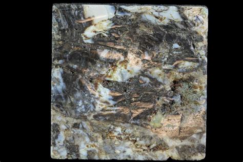 Rhynie Chert Early Devonian Vascular Plant Fossils 86731 For Sale