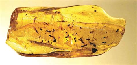 Scientists Discover Cockroach Fossils From The Dinosaur Age Myanmar