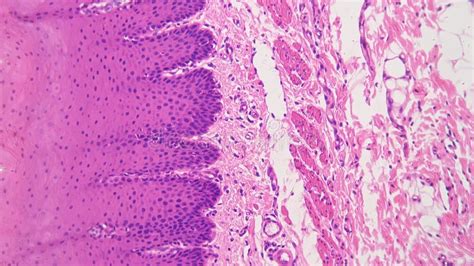 Stratified Squamous Epithelium Filmed By Microscope With 200x Against