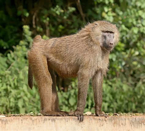 Baboon Facts Traits Diet Habitat And Description Primates Park