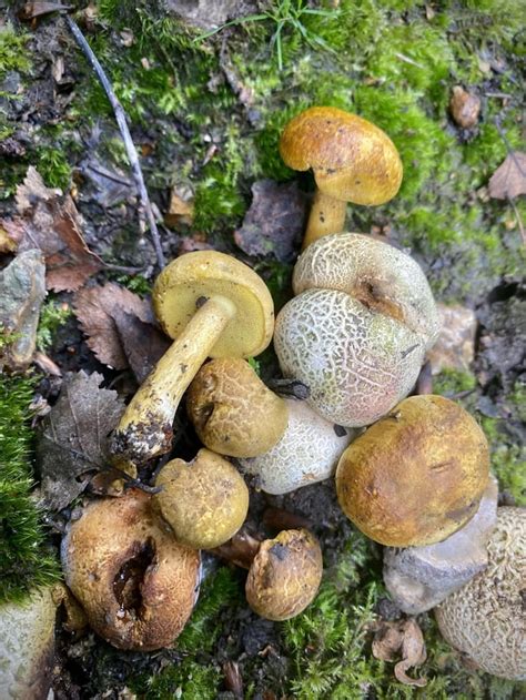 Pseudoboletus Parasiticus On Scleroderma Citrinum 3024x4032 R