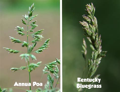 What Is Annua Poa Annual Bluegrass