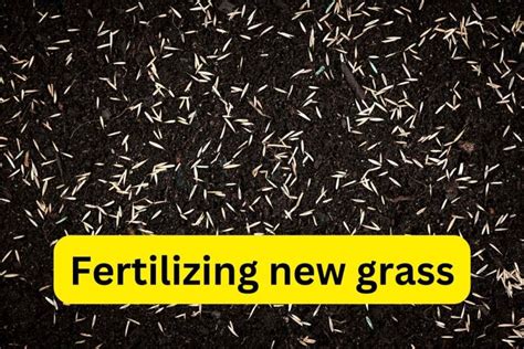 A Complete Guide To Fertilizing New Grass