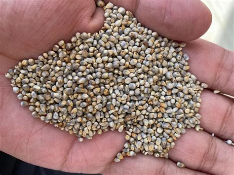 Hybrid Bajra 25 Kg High In Protein At Rs 86kg In Chotila Id