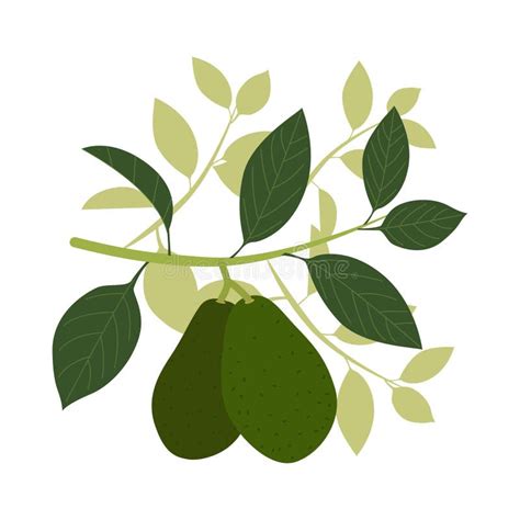 Two Avocados On A Branch With Leaves Stock Vector Illustration Of