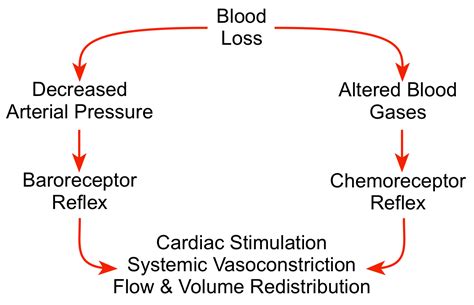 Cv Physiology Ischemic Cardiac Dysfunction Mean Arterial Pressure Arterial Pressure Central