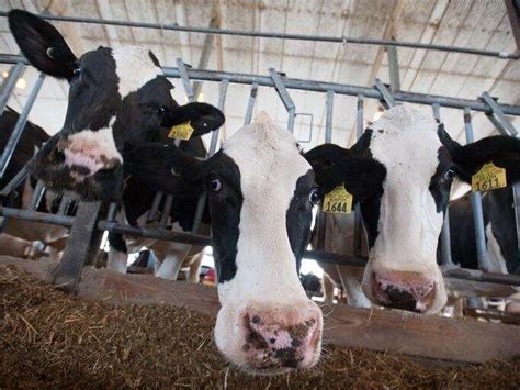 La Adición De Enzimas Fúngicas A Las Raciones De Las Vacas Lecheras