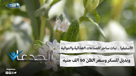 الأستيفيا نبات ساحر للصناعات الغذائية والدوائية وبديل للسكر وسعر الطن 50 الف جنيه Youtube