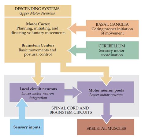 6 organization of motor control in the central nervous system at the