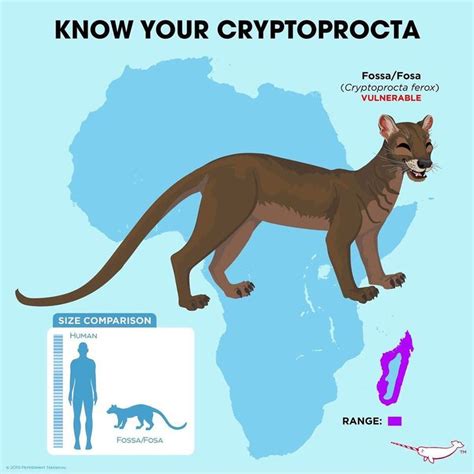 Fosafossa Cryptoprocta Ferox Vunerable Animal Conservation