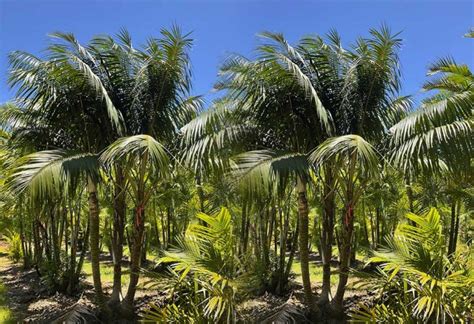 Kentia Palm Howea Forsteriana Berkie Palms