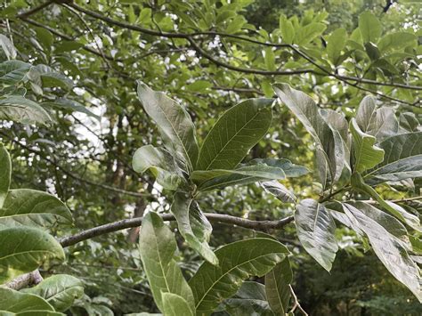 Shingle Oak Creasey Mahan Nature Preserve