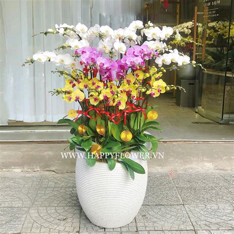 ChẬu Lan HỒ ĐiỆp 20 CÀnh Lan Trắng Mix Hồng Tím Mix Vàng 2 Vòi ChẬu SỌc Cao Happy Flower