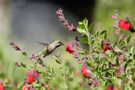 Create A Hummingbird Habitat In Your Garden With Colorful Drought