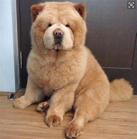 新手挑选纯种松狮犬须知三个小知识！ 知乎