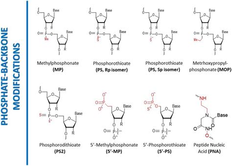 Phosphate Backbone Modification Services Nucleic Acid Formulation