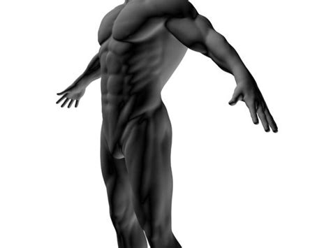 Human Male Model 3d Model 30 Max Free3d