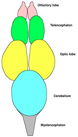 Fish Anatomy Wikipedia