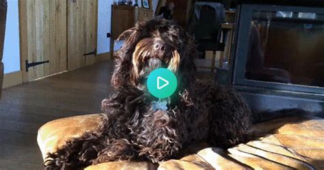 Squirrels Hate Coco  On Imgur