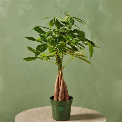 Pachira Aquatica Money Tree Blozem