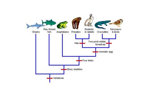 Divergent Evolution Definition Types And Examples