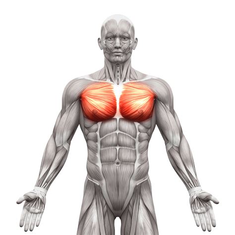 Pectoralis Major Function Origin Insertion Innervation And Location