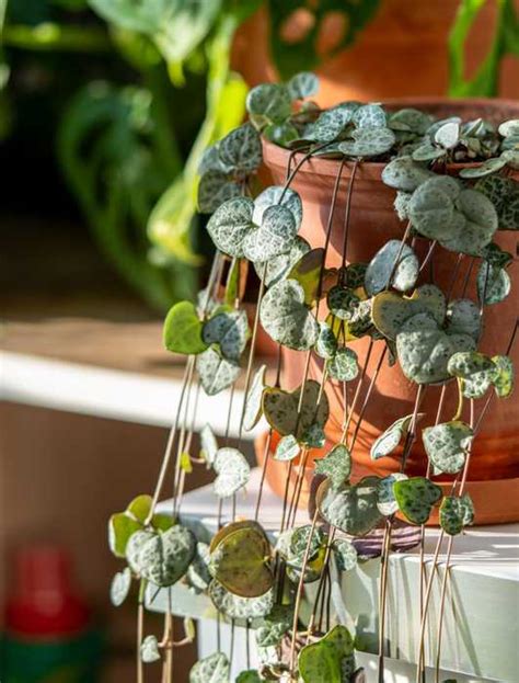 3 Ways To Overwinter Your Potted Mums