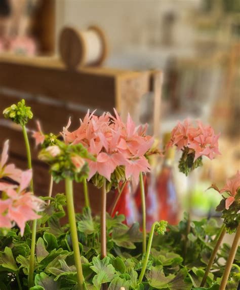 Fröken Fått Hem Den Fantastiska Vackra Summer Twist Rose Årets