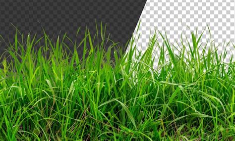 Page 4 High Resolution Grass Psd 1000 High Quality Free Psd Templates For Download