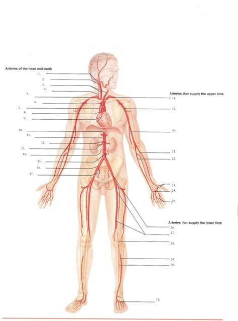 Arteries Diagram Diagram Quizlet