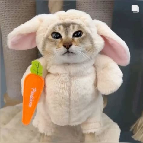 Cute Cat Dressed As A Bunny Mei Mei Cat Meow Cat Meme