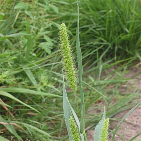 Bristlegrass Setaria Viridis Plant Care And How To Grow Water