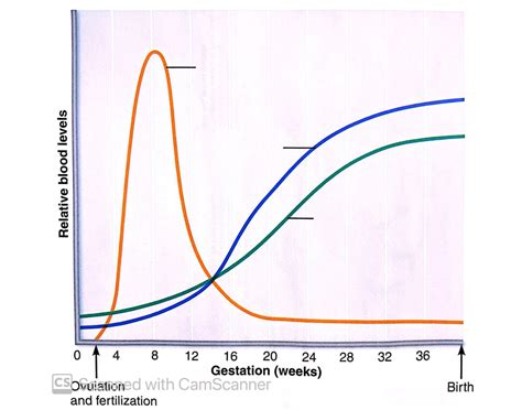 Ovulation And Fertilization Graph — Printable Worksheet