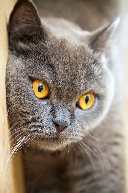 Premium Photo Cute British Shorthair Cat With Orange Eyes