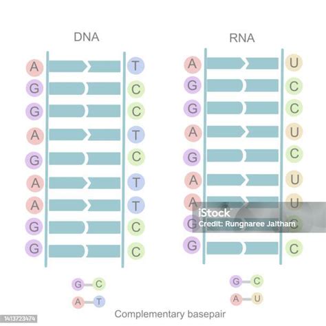 The Complementary Basepairs Of Dna And Rna Structure Adenine Stock