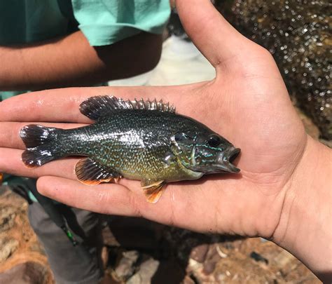 Invasive Species Popular Aquarium Sunfish Found In Nh Waters • New