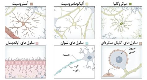 بافت عصبی، سیناپس و انتقال‌دهنده‌های عصبی