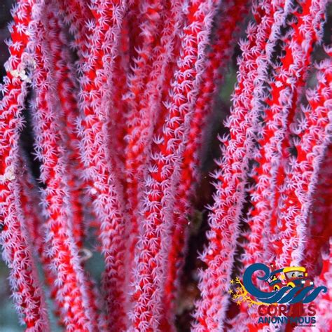 White Polyp Red Sea Whip Colony Corals Anonymous