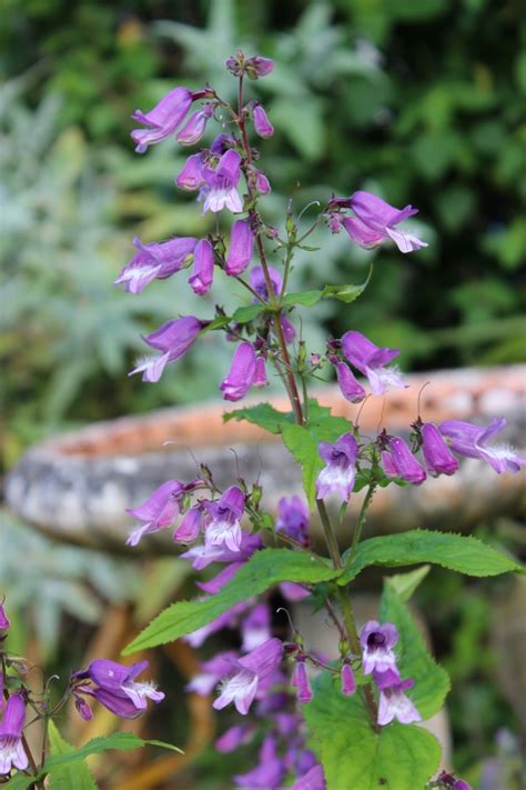 Penstemon Smallii 9cm Pot