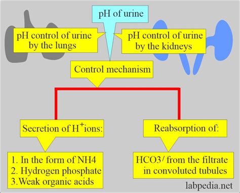 Normal Urine Ph Level Chart