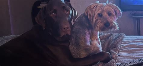 Has Anyone Had A Chocolate Lab With Reoccurring Uti And Terrible Allergies Rchocolatelabs