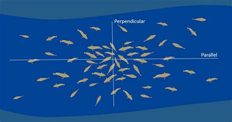 Spawning Aggregation Showing A Symmetric Distribution Of Fish In