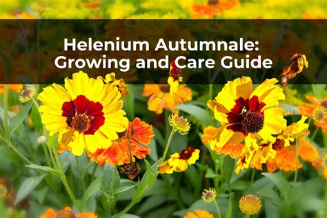 Helenium Autumnale Growing And Care Guide Real Men Sow