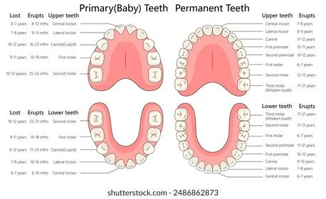 Tooth Number Chart To Identify Primary Teeth Eruption Charts Teeth