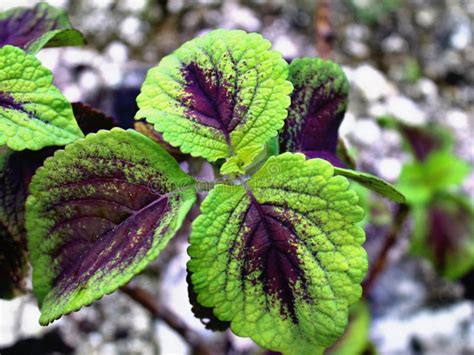 Bunga Coleus Stock Image Image Of Garden Green Keindahan 260163879