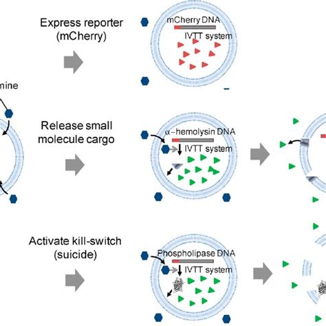 Histamine Aptamer A Structures Of Histamine And L Histidine B