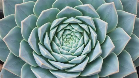 Why Some Plants Grow In Spirals—the Fibonacci Secret In Nature Houseplant Alley