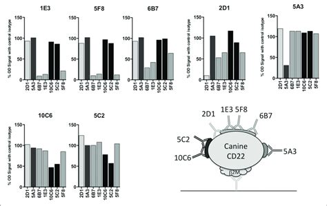 Epitope Mapping Of Anti Cd22c Antibodies The Seven Mabs Selected For